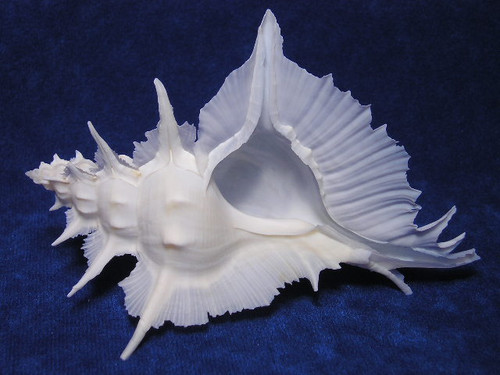 Murex Alabaster Sea Shells - Siratus alabaster
