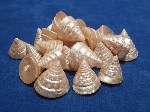 Golden Top Shells | Naples Sea Shells