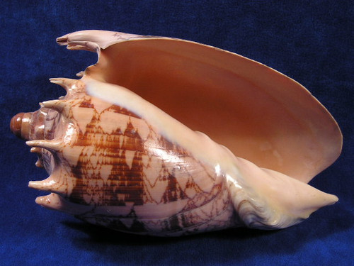 Imperial Volute Sea Shells - Cymbiola imperialis