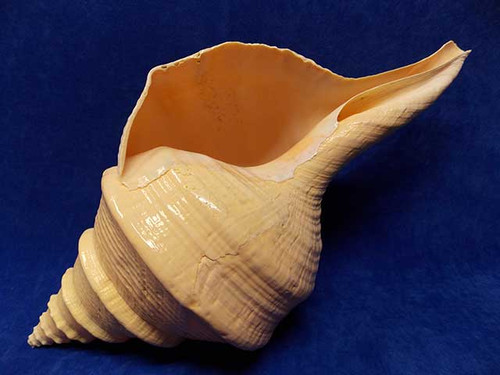 Syrinx Shells - Australian Trumpet - Syrinx aruanus