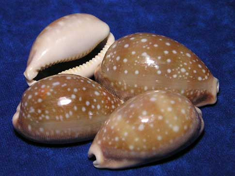 Deer Cowrie Shells - Cypraea vitellus