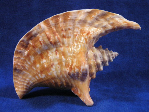 Rooster Tail Conch | Naples Sea Shells