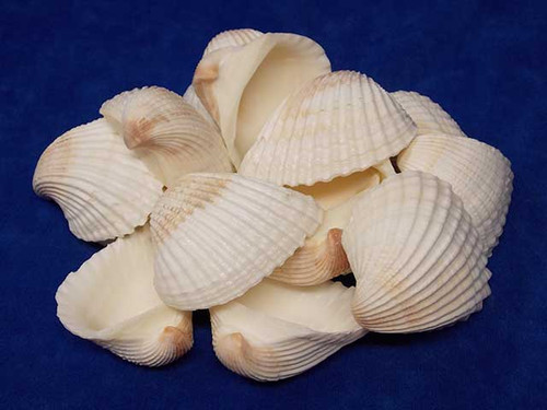 Jumbo Ark Clams