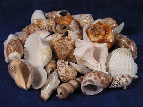 Large India Mix Seashells | Naples Sea Shells
