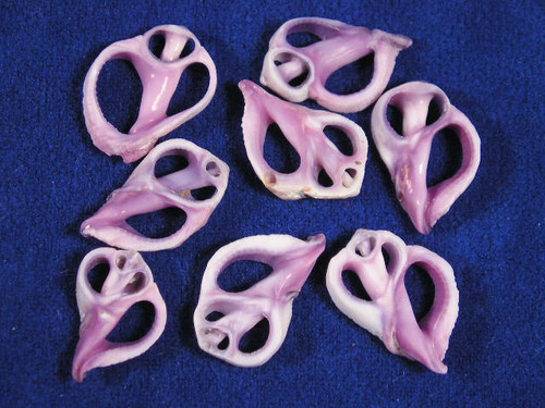 Center Cut Cebu Beauty | Naples Sea Shells