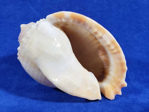 Gray Bonnet Hermit Crab Shell | Naples Sea Shells