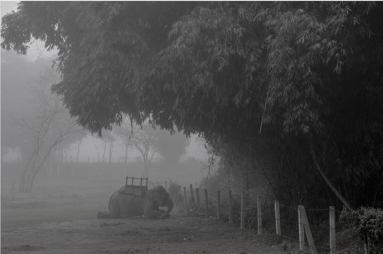 Elephant and Mahout | Jeff Hersch Photography