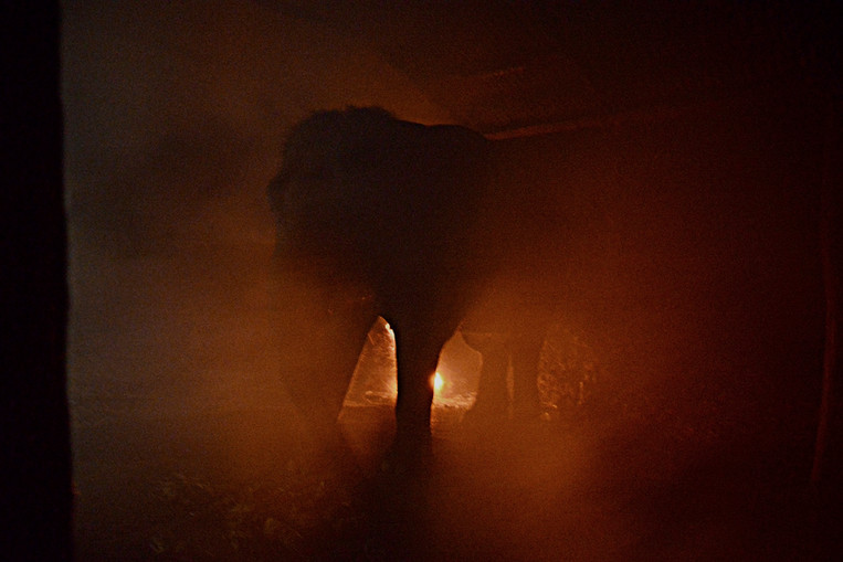 Elephant and Mahout | Jeff Hersch Photography