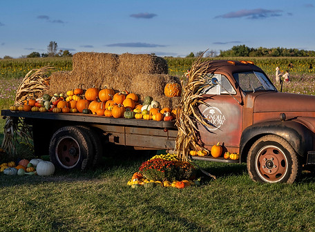 Fall Festival | Magnolia Meadow Farms