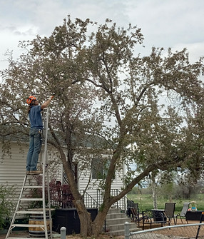 1F Tree Services | Tree Services in Montrose & Ouray Counties