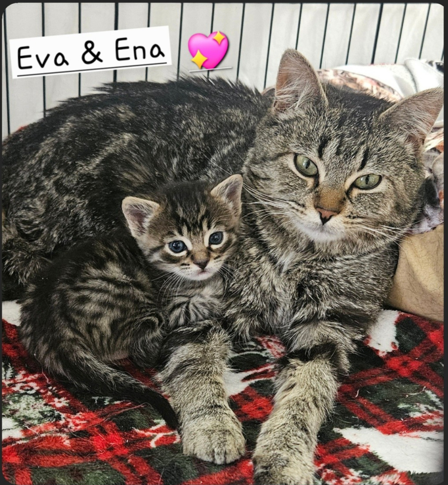 EVANGELINE (EVA)