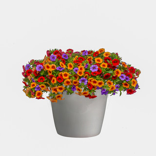 Trixi Mixes | Four Seasons Nursery | 5736 Crater Lake Ave, Central ...