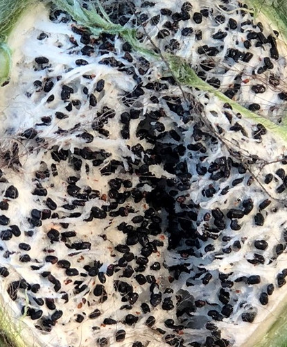 Bridgesii “Yella Bone” x Serra | PACIFIC CACTUS