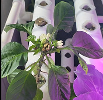 The Benefits | Country Roads