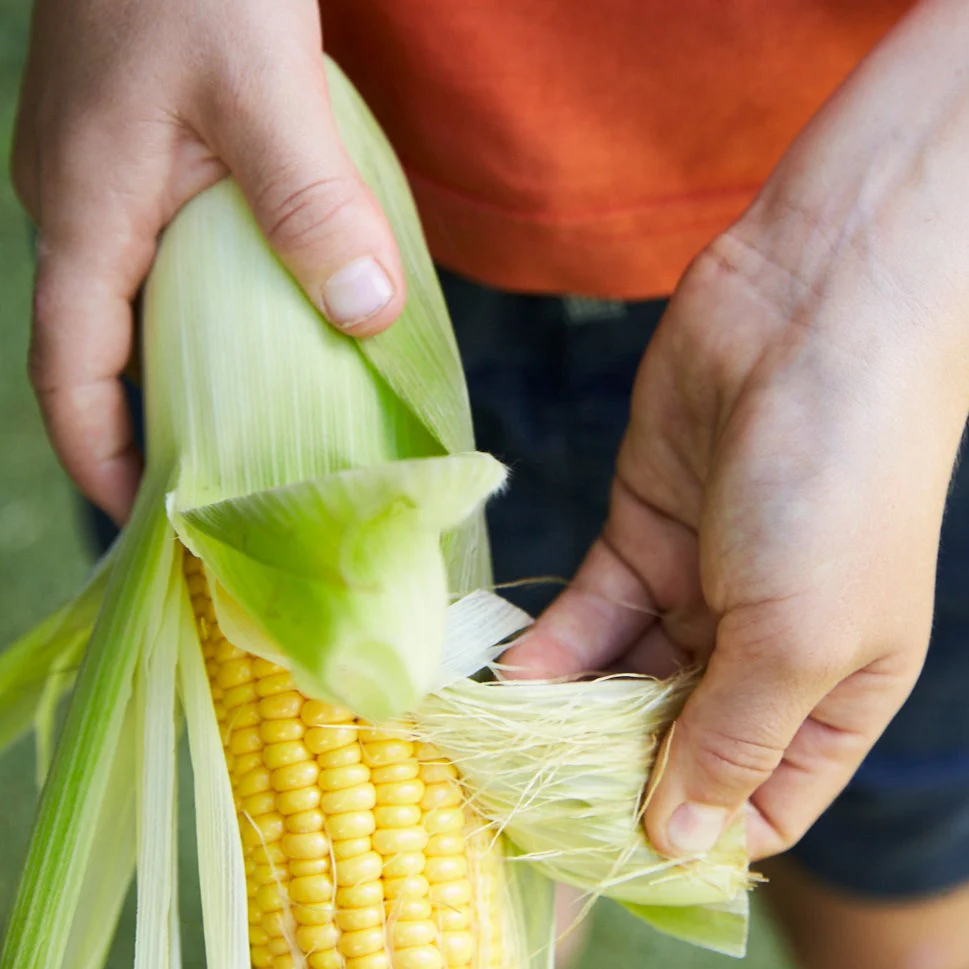 Corn 'Sweet' Heirloom Seeds | Farmstead Living Co