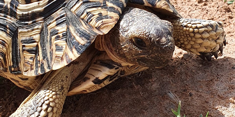 Tortoises | Boschpoort Predators