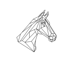 Felicity Collins | International Event Rider