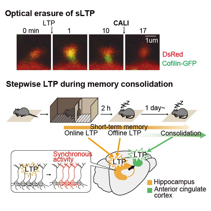 Analysis of cellular mechanisms of long-term storage of memory by new ...