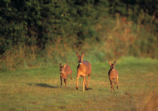 Home | High Ash Farm