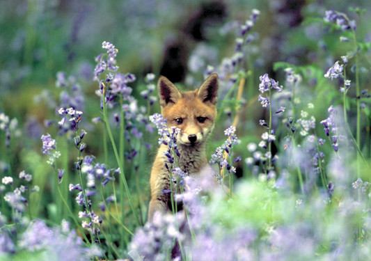 Home | High Ash Farm