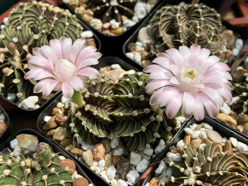 Seed- Gymnocalycium stenopleurum double headers 25,50 and 100 seeds ...