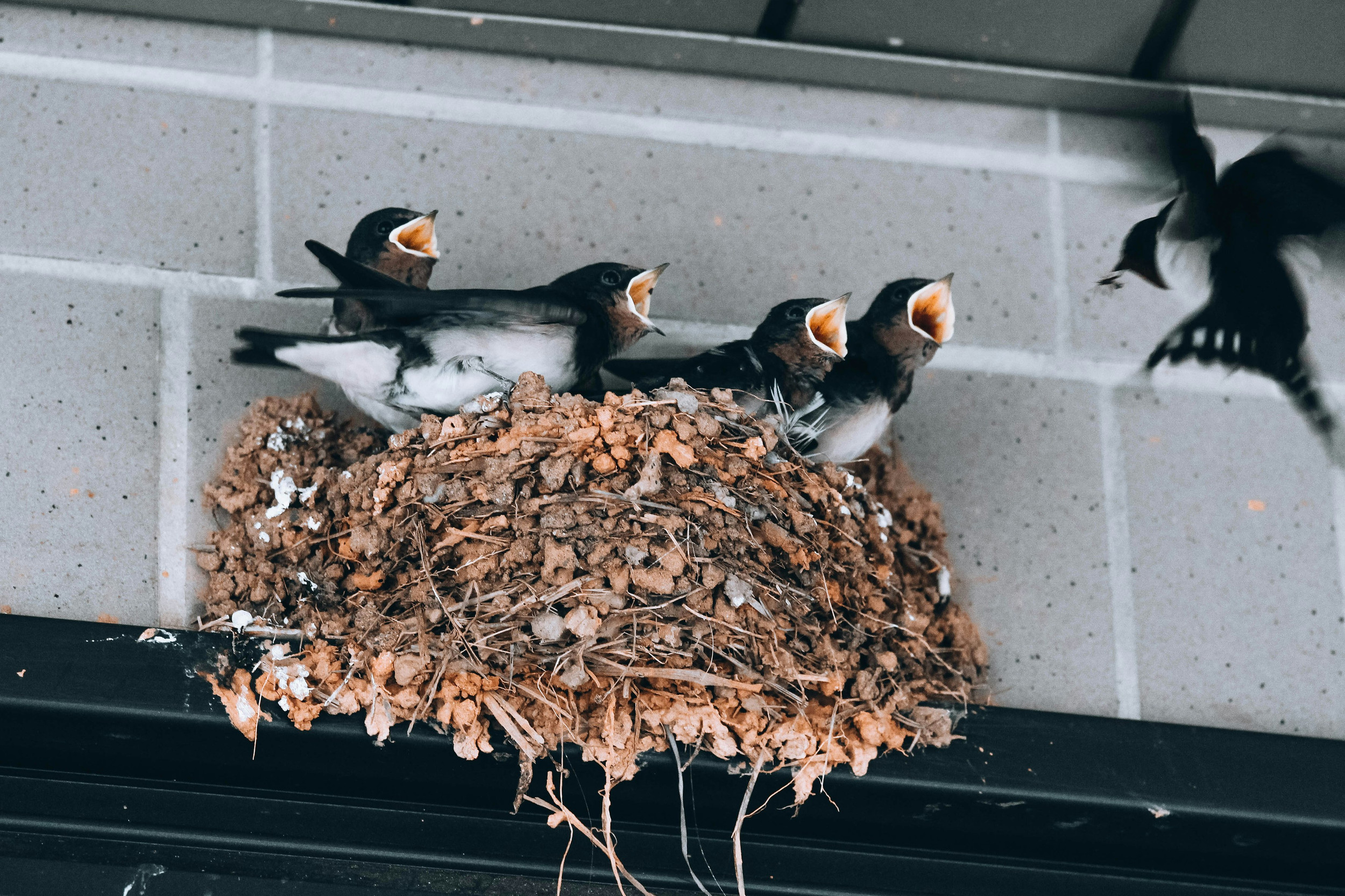 Understanding Bird Behavior: Do Birds Have a Sense of Smell and What to ...