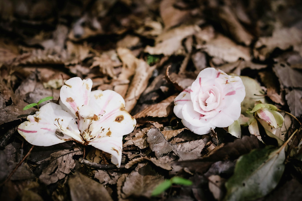 The Allure of a Fallen Flower
