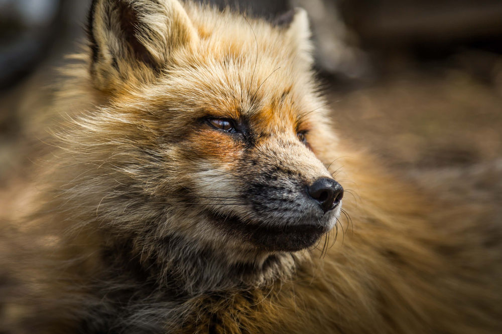 Sick fox suffers at Tiger King Park without humane euthanasia