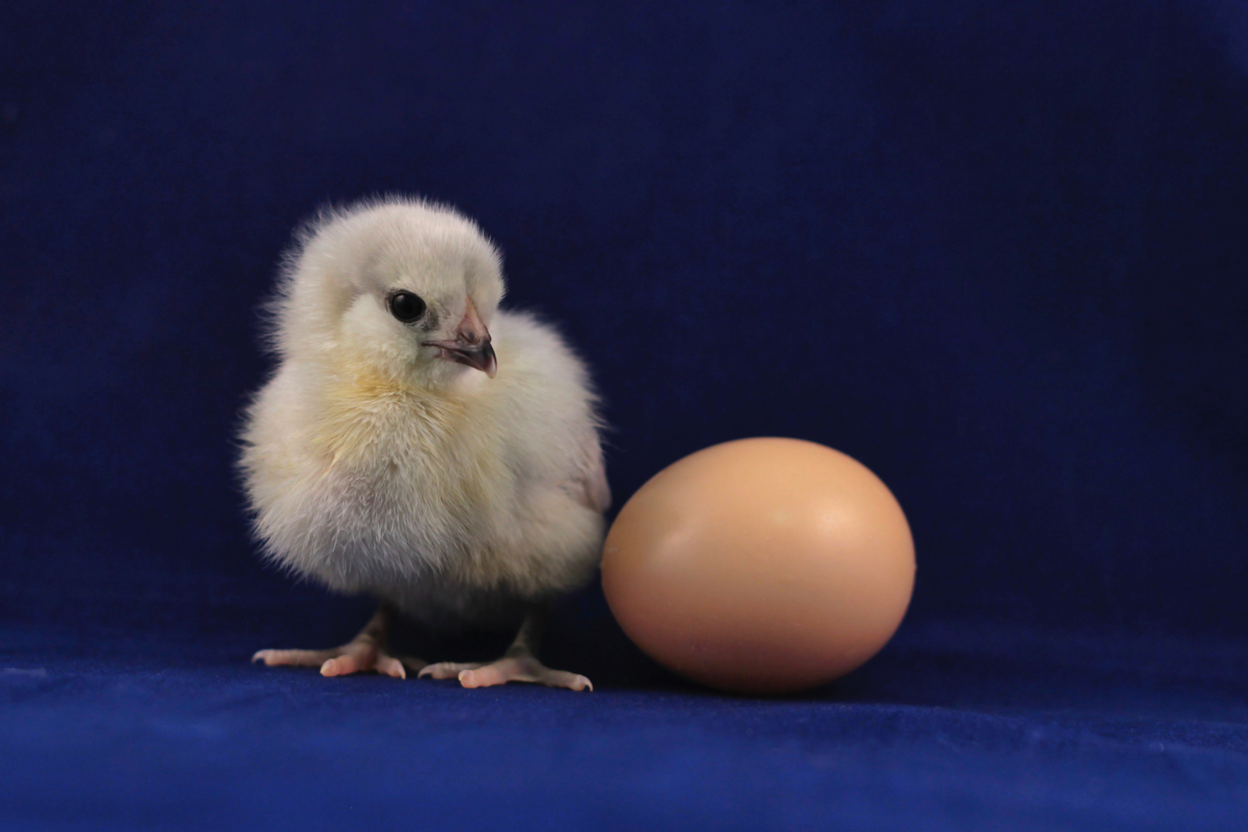 Home Hatching | St. Joe, MO | Orrick Acres
