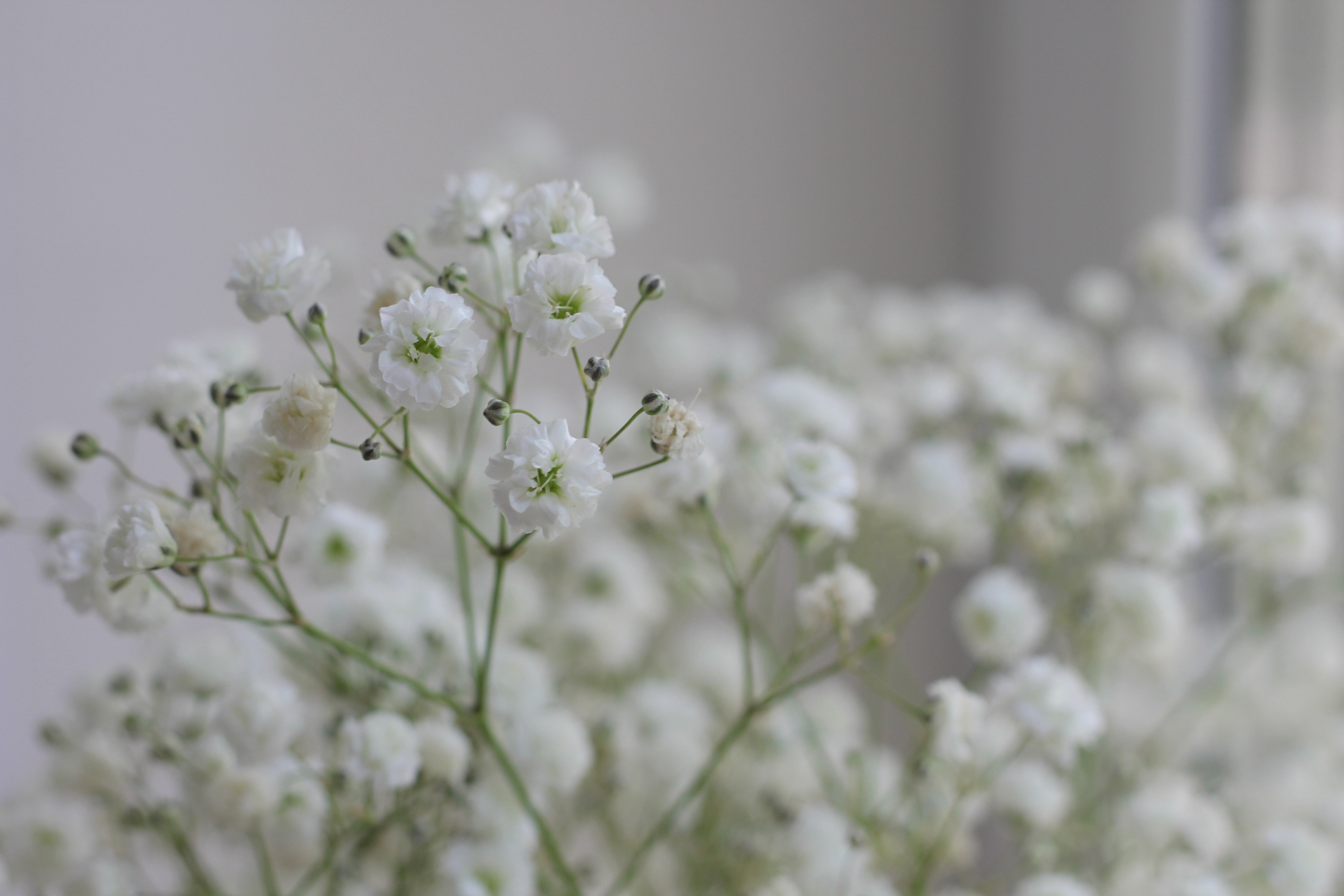 25 ways to use Gypsophila for Weddings