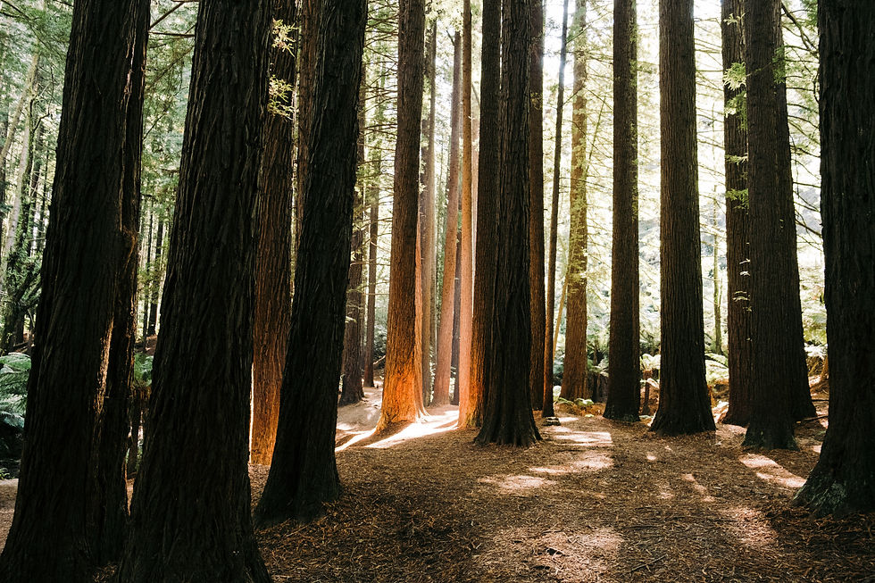 Roots of the Farrar Family Tree