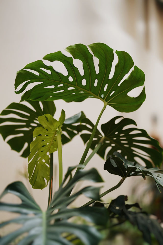 Cara Nak Penjagaan Pokok Monstera