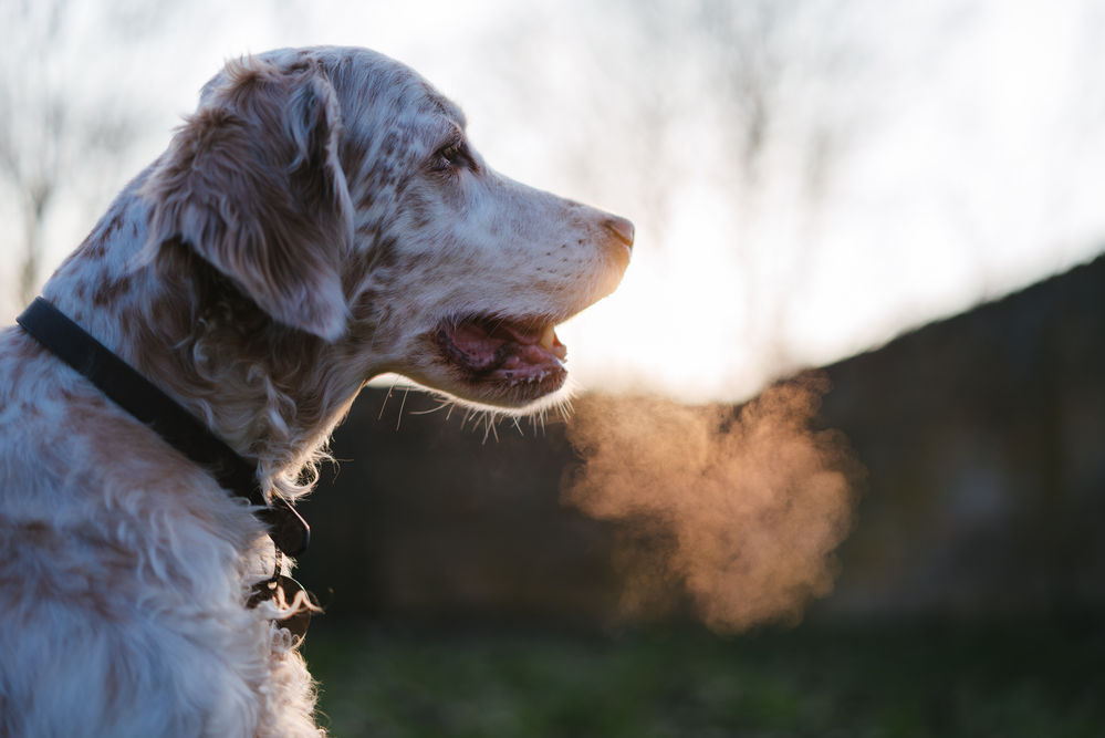 Halitosis in Dogs