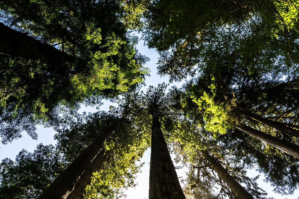 Nature on Board - What if nature had legal rights?