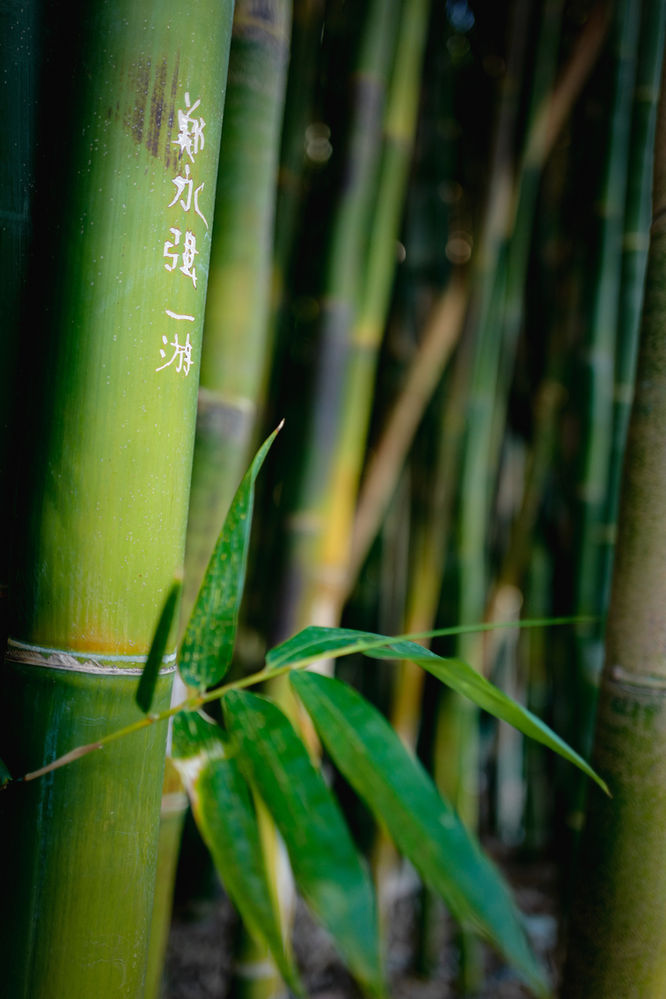 20 Amazing Facts About Bamboo You May Not Have Known!