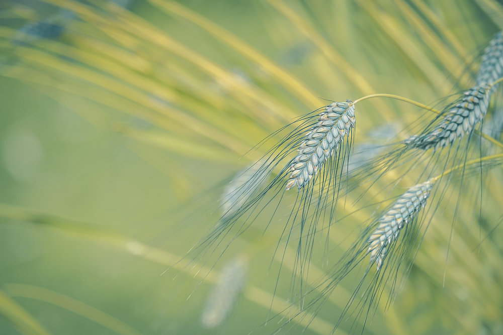 Emmer Wheat - First Domestic Crops