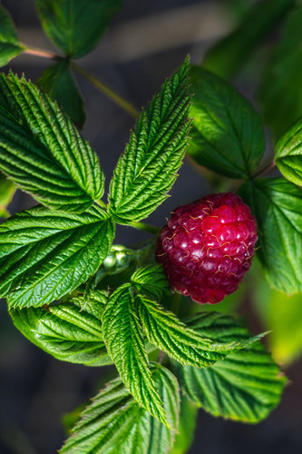 Raspberry Mojito | Tink Shack