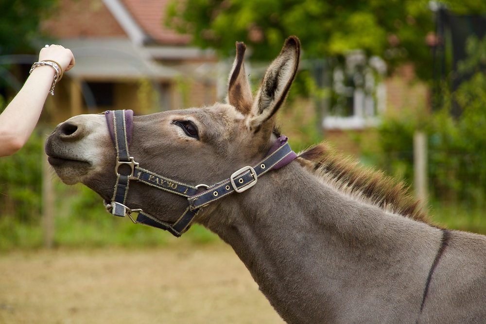 Don’t Be Like a Mule (Psalm 32:8 [9])