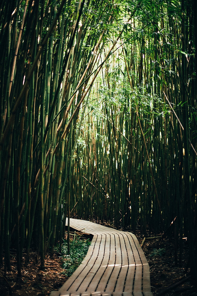 The bamboo invasion – why you should be more worried about it than ...