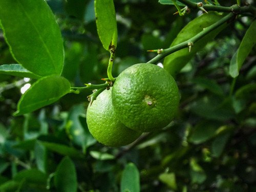 Kieffer/Kaffir Lime Tree (2-3 Feet) | Georgia Grown Citrus