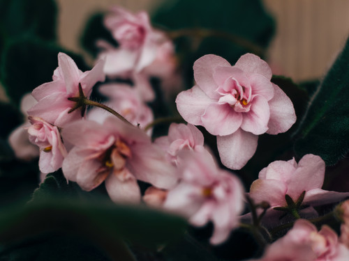Flowering Seasonal Plant