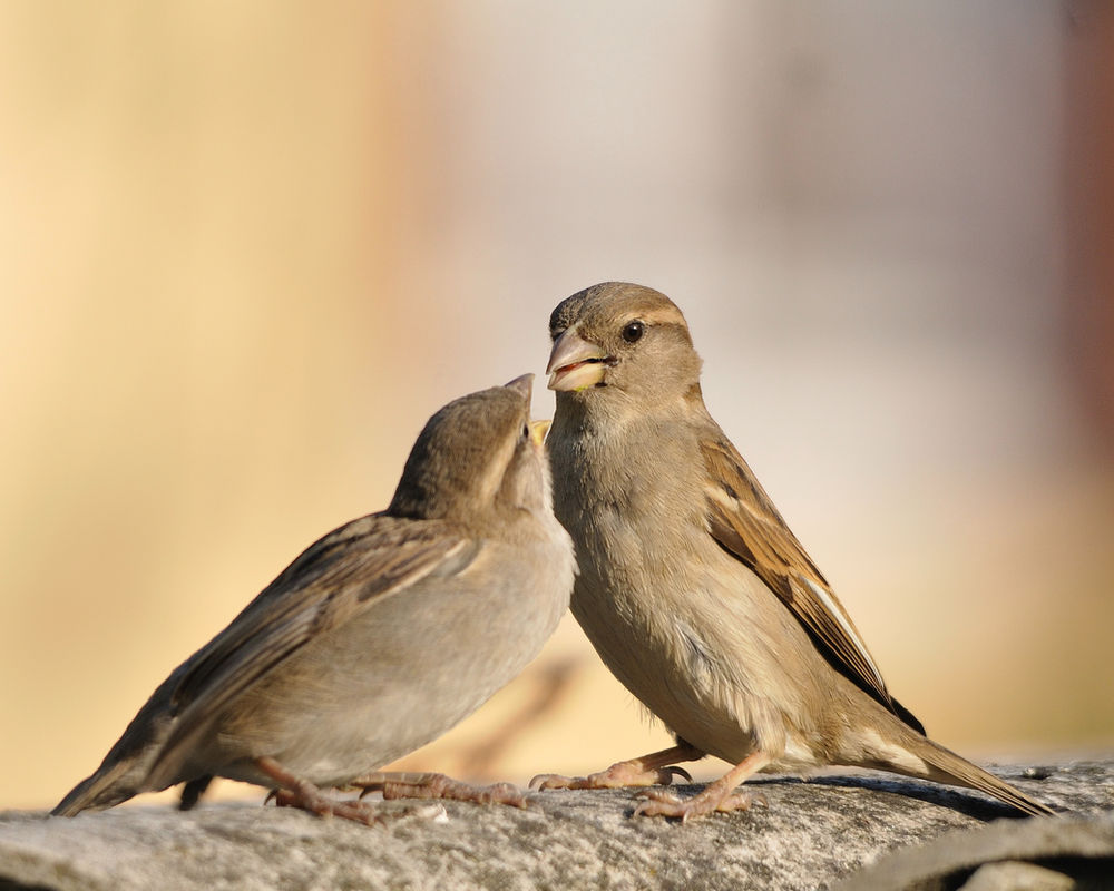 LESSONS FROM A SPARROW