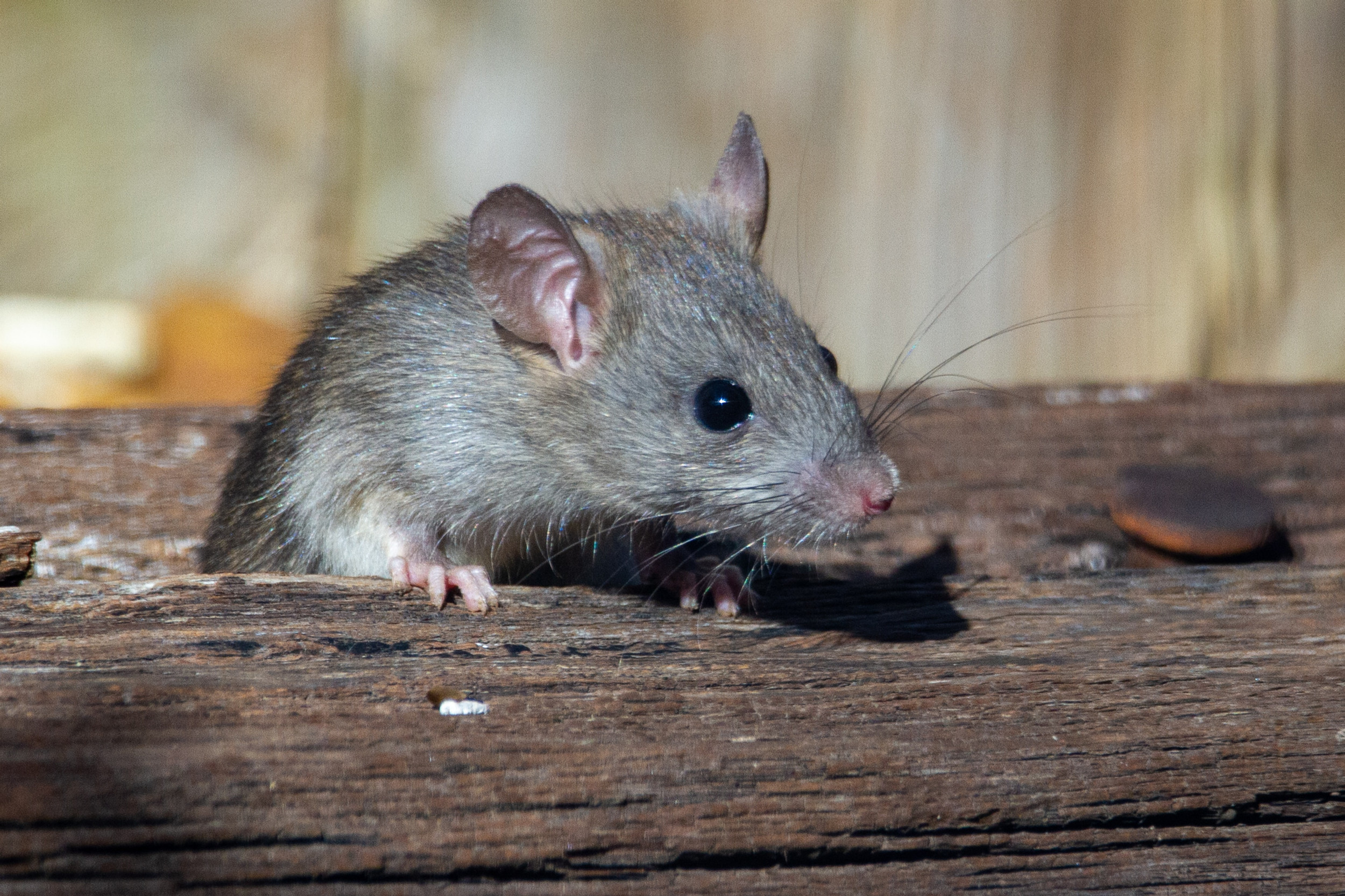 Few interesting facts about rats: