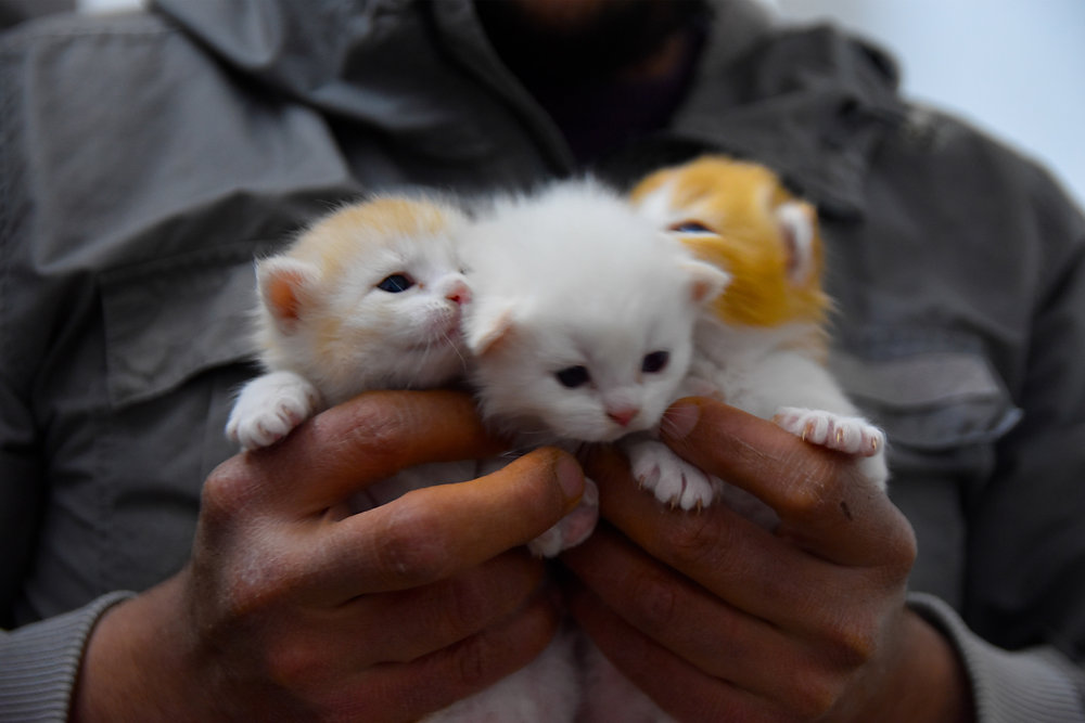 So many kittens - how we can help stray and neigbhorhood cats