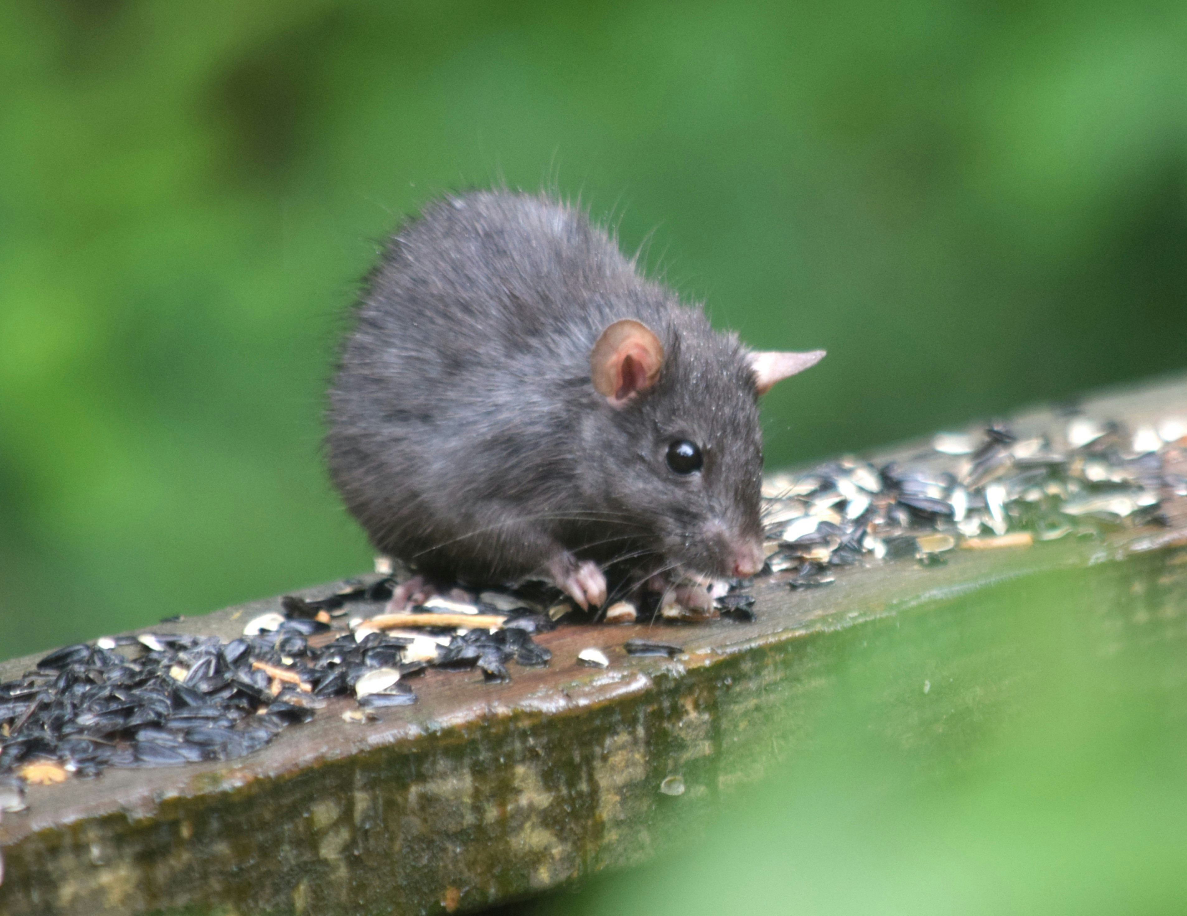Community Support Needed To Address Rat Problem | Diss Town Council