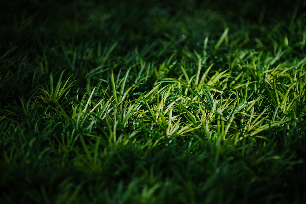 5 Ways to Prevent Turf Burn from Window Reflections (Homeowner’s Guide)