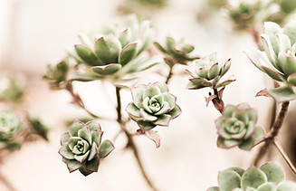 Gathered Roots Community Acupuncture | New Westminster | Home