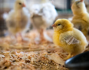 Poultry Feed | Armada Grain Company