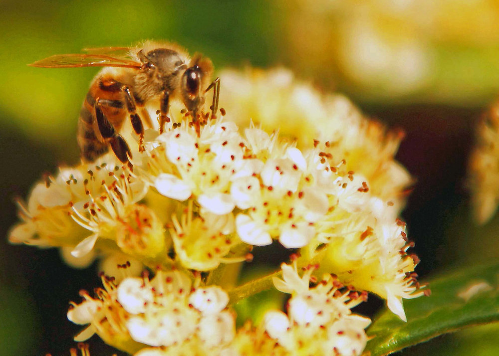 The Importance of Bees and Biodiversity: A Call to Action