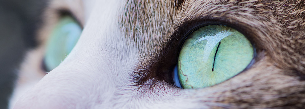 Menace Response | VetNeurology